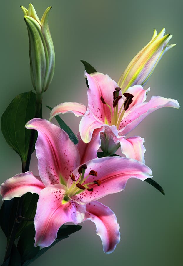 Pink Tiger Lily On Bloom Picture. Image: 83079124