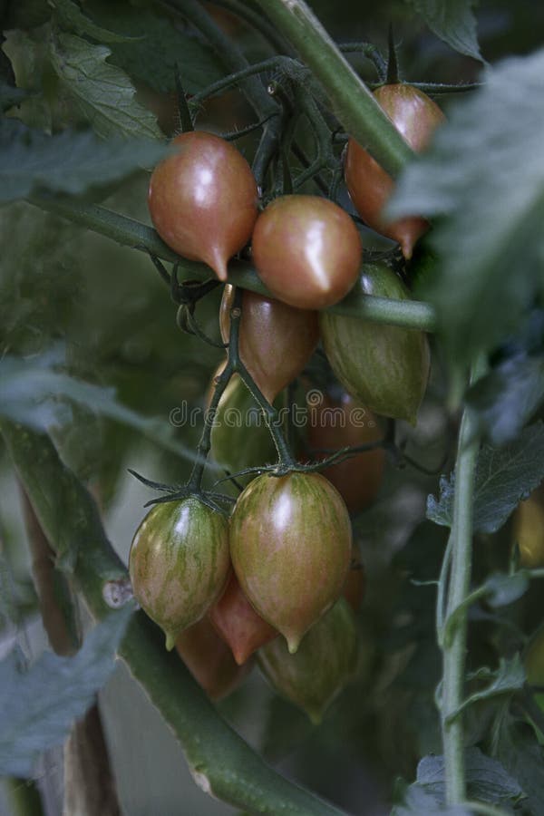 Tiger tomatoes stock photo. Image of tomato, tomatoes - 10463876