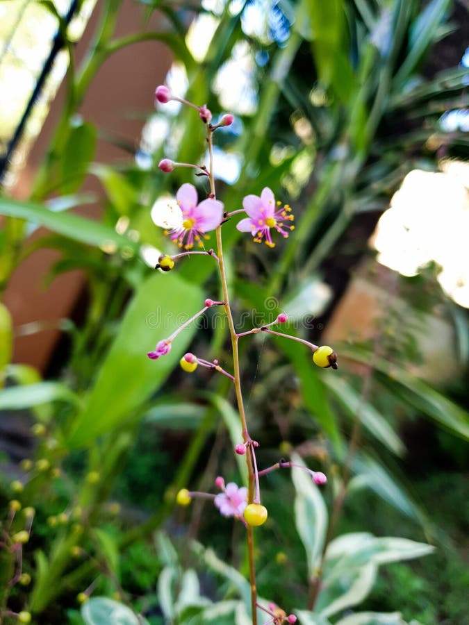 Pink tiny flower stock image. Image of cute, springs - 202071191