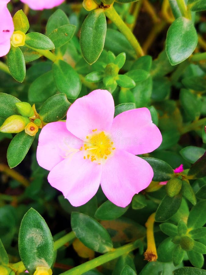 Pink Tiny Flower with Green Leafes Support it Stock Photo - Image of ...