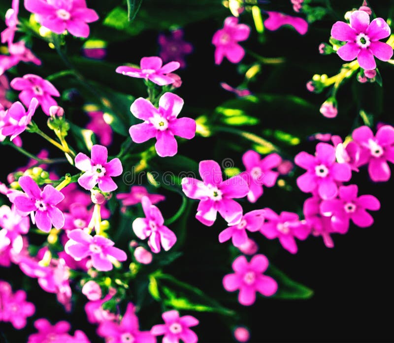 Pink tiny garden flowers stock photo. Image of plants - 300876684
