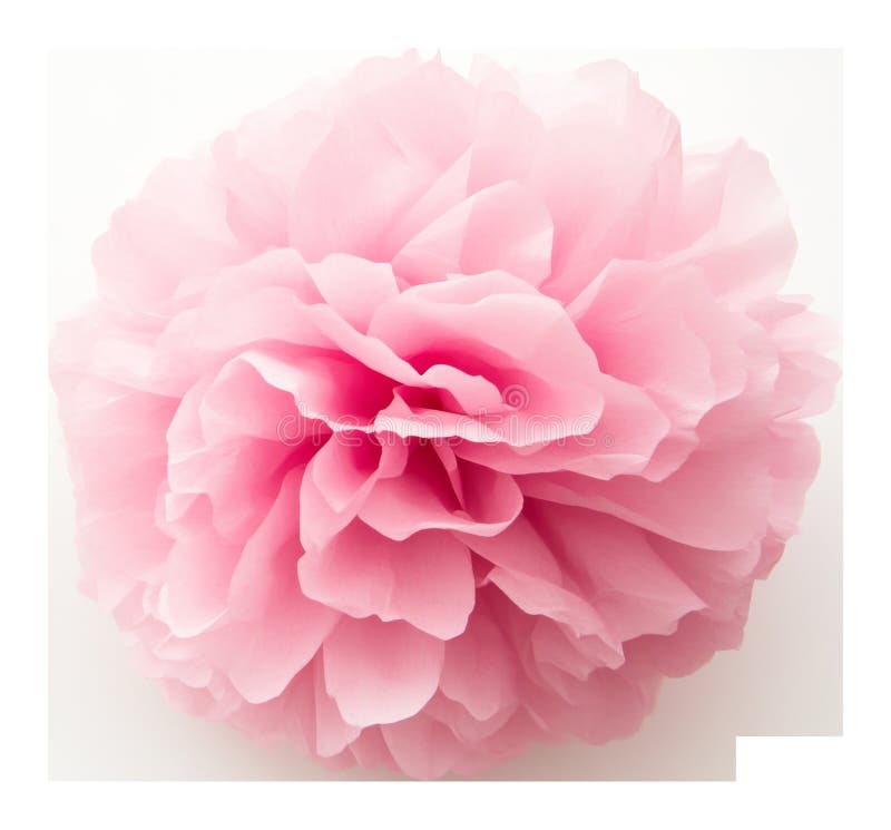 Pink Tissue Paper Flower Against Black Background, Delicate Elegance ...