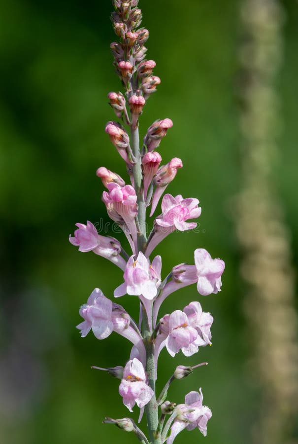 Pink Toadflax Linaria Purpurea Stock Photo - Image of closeup, head ...