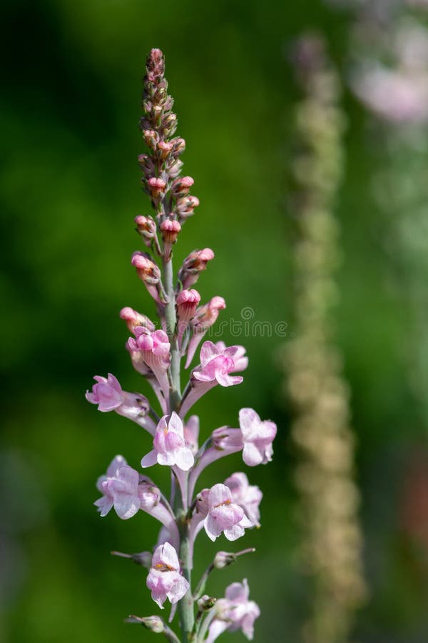 Pink Toadflax Linaria Purpurea Stock Photo - Image of flora, beauty ...