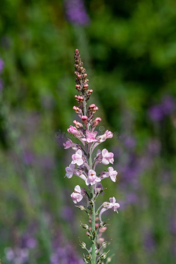 Pink Toadflax Linaria Purpurea Stock Image - Image of floral ...