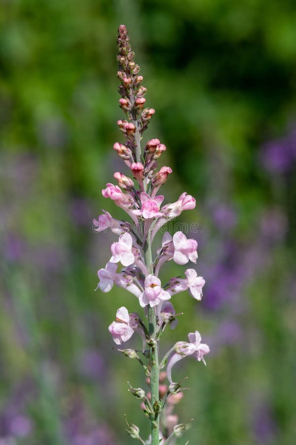 Pink Toadflax Linaria Purpurea Stock Image - Image of horticultural ...