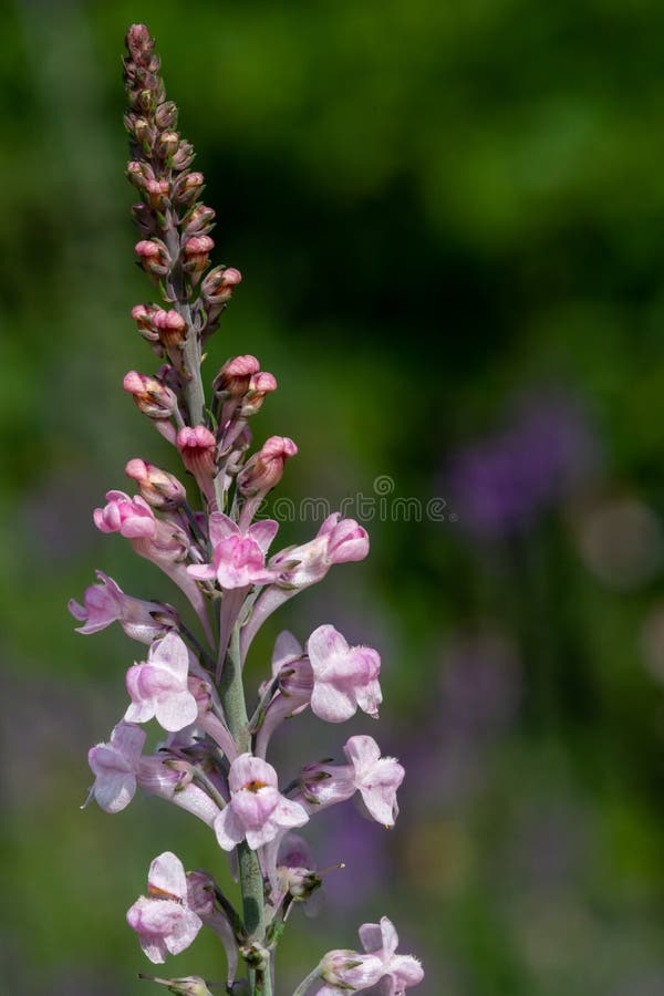 Pink Toadflax Linaria Purpurea Stock Image - Image of close ...