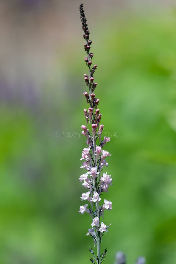 Pink Toadflax (linaria Purpurea Stock Photo - Image of purpurea ...