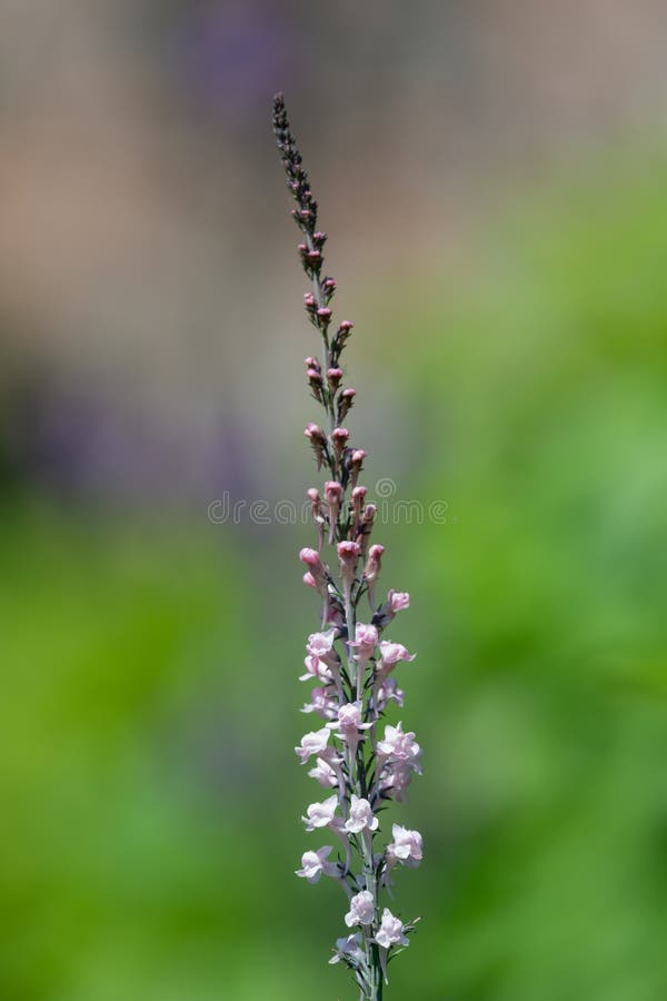 Pink Toadflax (linaria Purpurea Stock Photo - Image of closeup, flower ...