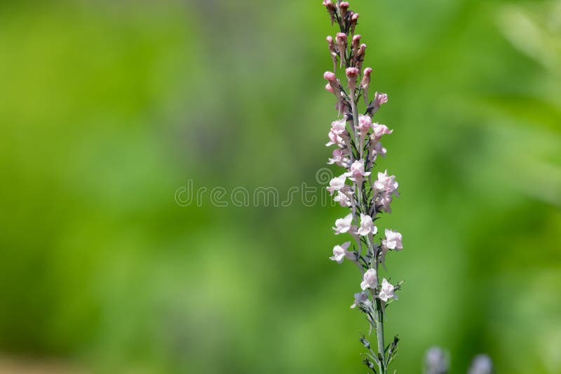 Pink Toadflax (linaria Purpurea Stock Photo - Image of horticultural ...