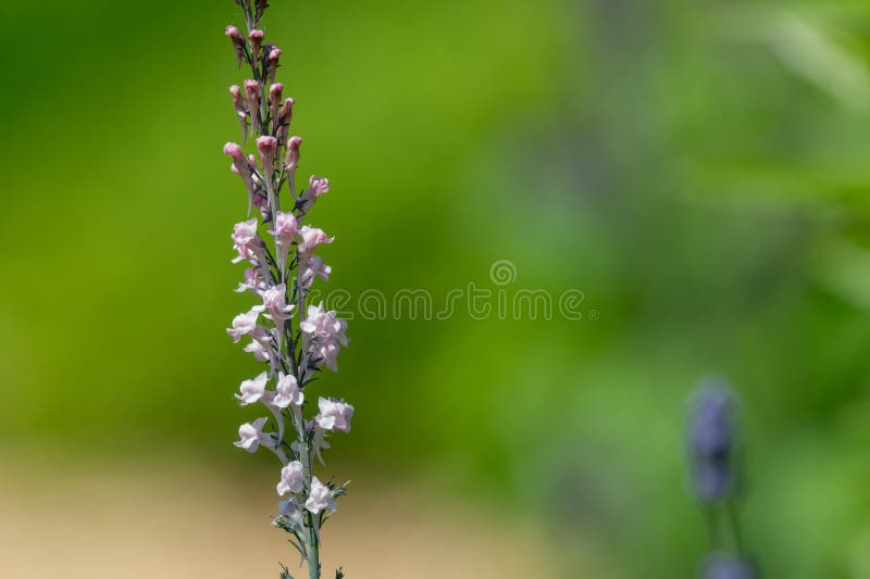Pink Toadflax (linaria Purpurea Stock Photo - Image of growth ...