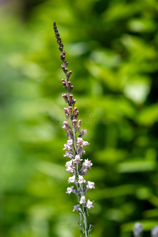 Pink Toadflax (linaria Purpurea Stock Photo - Image of close ...