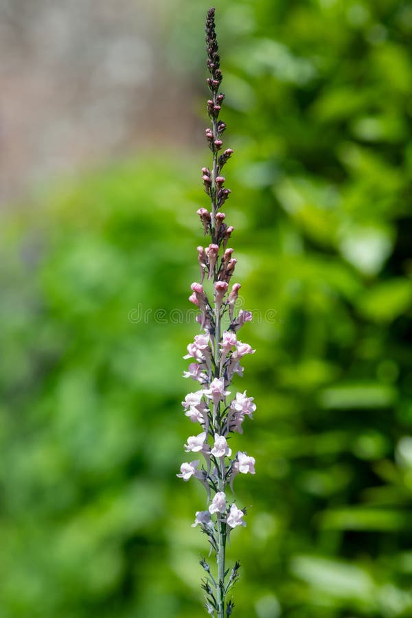 Pink Toadflax (linaria Purpurea Stock Photo - Image of close, closeup ...