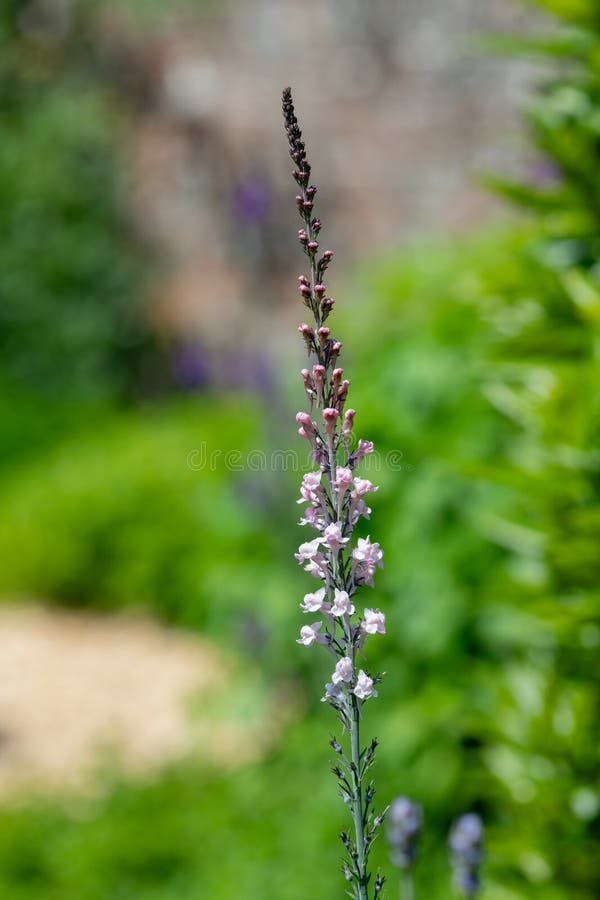 Pink Toadflax (linaria Purpurea Stock Image - Image of flowers ...