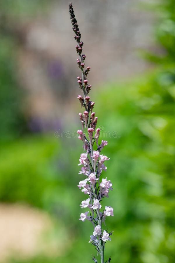 Pink Toadflax (linaria Purpurea Stock Image - Image of linaria, fresh ...