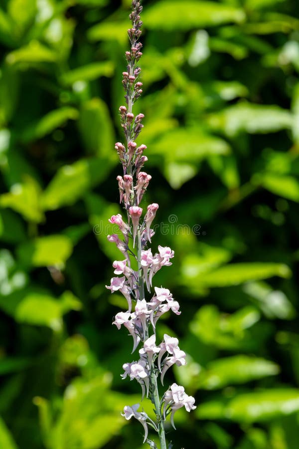 Pink Toadflax (linaria Purpurea Stock Image - Image of purpurea ...