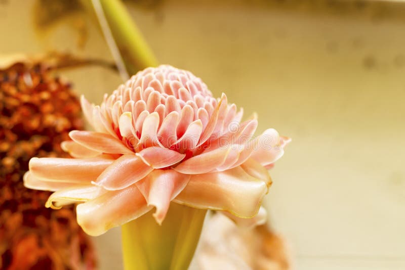 Pink Torch Ginger Flower in the Garden Stock Photo - Image of lush ...