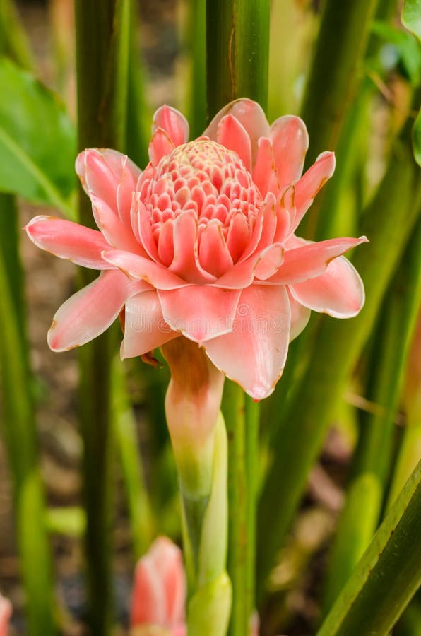 Pink Torch Ginger Blooming in the Garden Stock Photo - Image of green ...