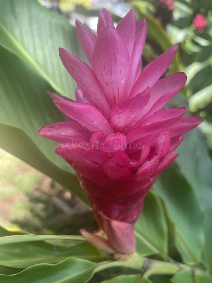Pink Torch Ginger in Hawaii Stock Image - Image of petal, torch: 274135261