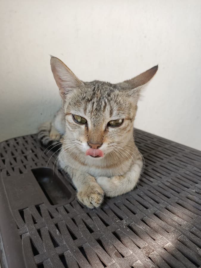 Pink Tounge Out Cat Facing Camera by Sitting on Clothes Bin Stock Image ...