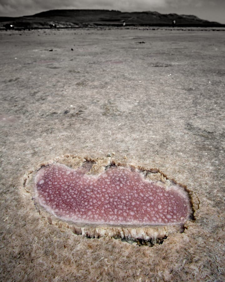 Pink Trail on the Salt Shell of the Lake Stock Photo - Image of beach ...
