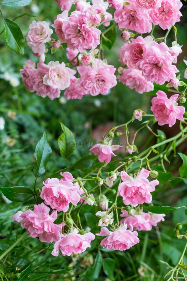Pink trailing roses stock photo. Image of beautiful - 123461118