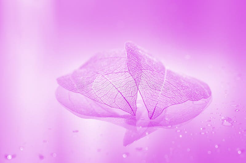 Pink Transparent Sheets . Beautiful Artistic Image of a Skeleton Leaf ...