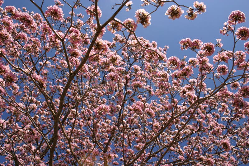 Pink Tree Picture. Image: 669905