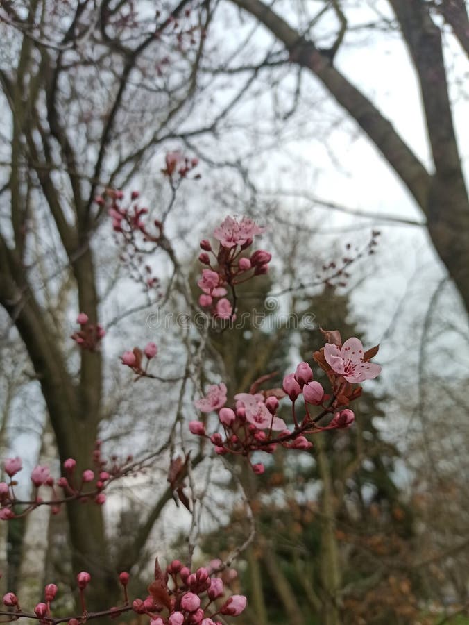 Pink tree april blooms stock image. Image of shrub, spring - 274646247
