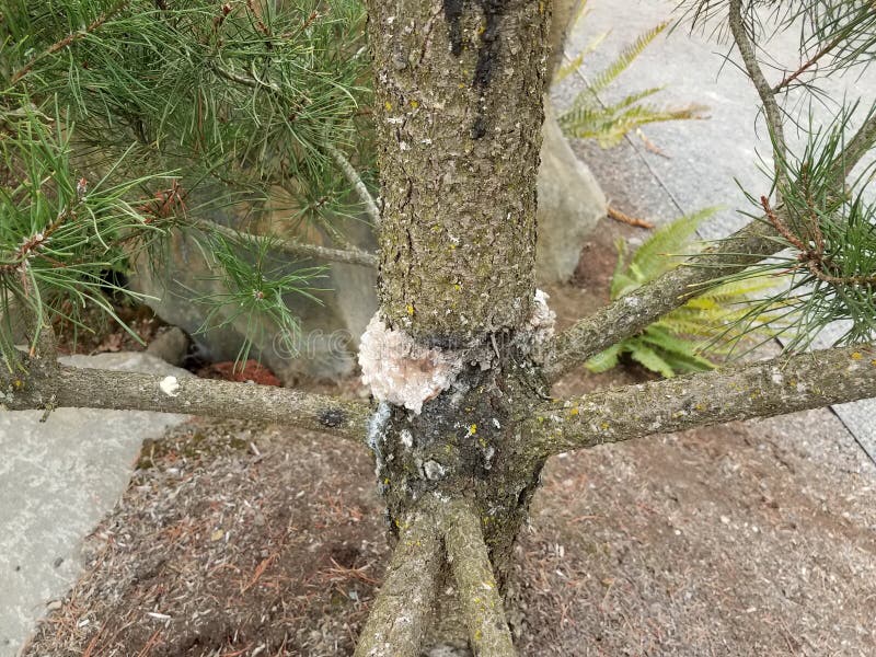 Pink Tree Bark with Green Needles and Sap Stock Photo - Image of bark ...
