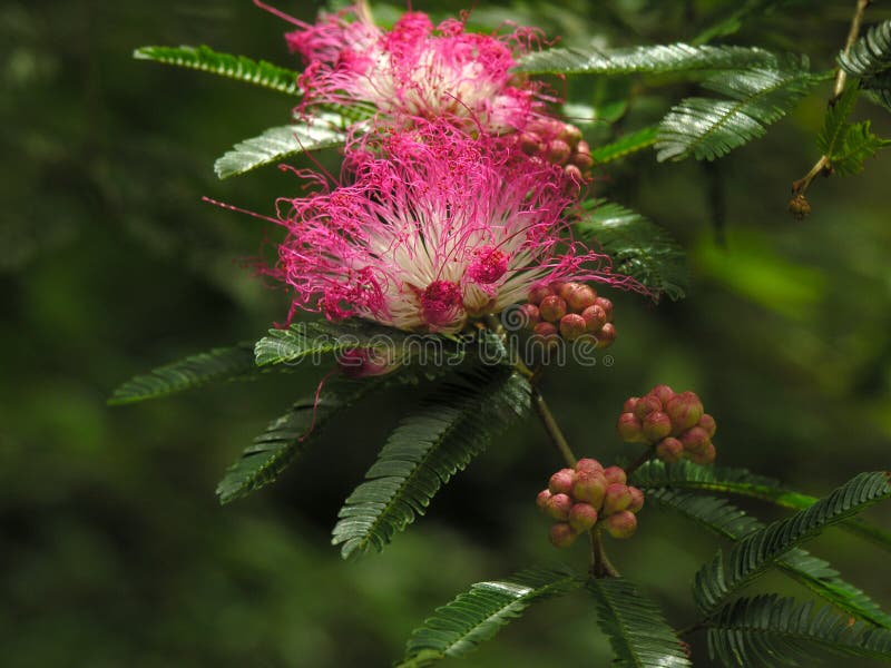 Pink tree blooms stock image. Image of mimosa, nature, outside - 387903