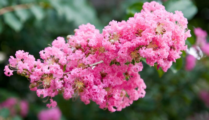 Pink Tree Blossoms stock image. Image of park, blossoms - 10620727