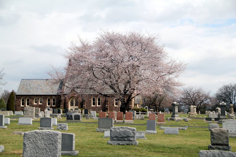 Pink Tree in Cemetery editorial stock image. Image of death - 90007964