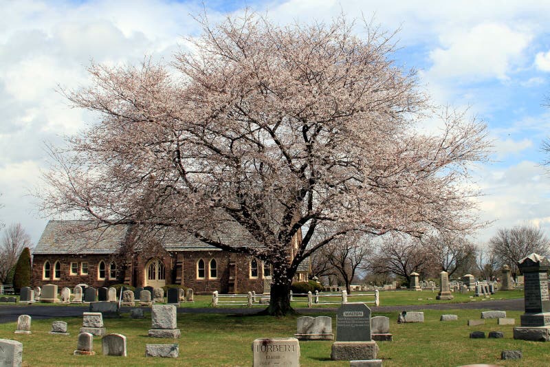 Pink Tree in Cemetery editorial photo. Image of church - 90007986