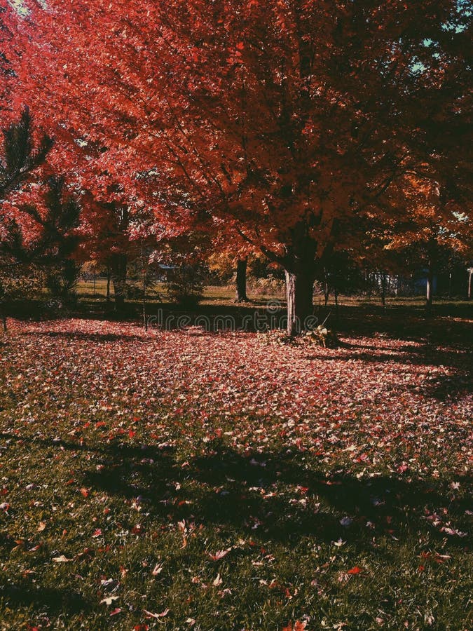 Pink tree stock image. Image of pink, fall, tree, autumn - 46877499
