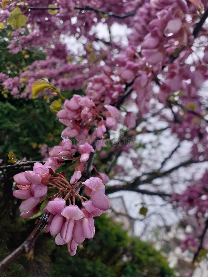 Pink tree Flower stock image. Image of nature, flower - 222785725