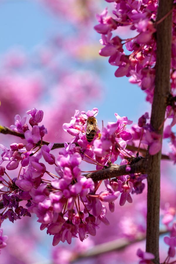 Pink Tree Flower Bee, Blooming Branches of Chinese Shrub in Spring ...
