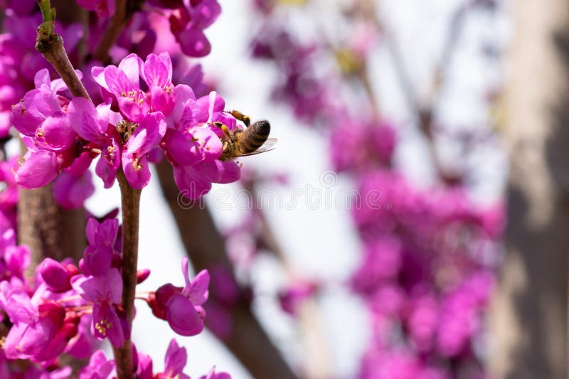 Pink Tree Flower Bee, Blooming Branches of Chinese Shrub in Spring ...