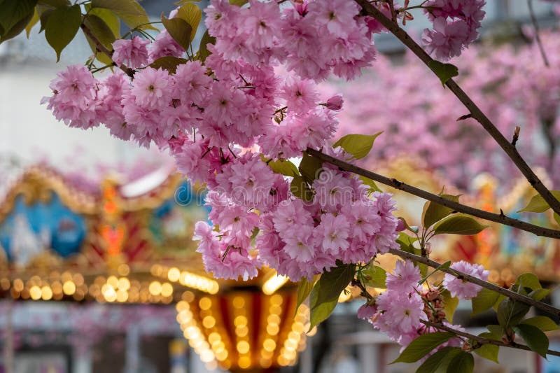 A Pink Tree with Pink Flowers is in Front of a Carousel Stock Photo ...