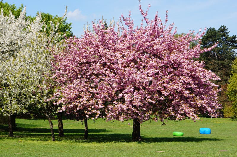 Pink tree stock image. Image of pink, floral, park, nature - 54310735