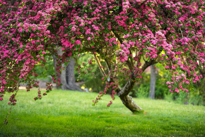 Pink Tree Flowers, Spring Blossom Stock Photo - Image of tree, purple ...