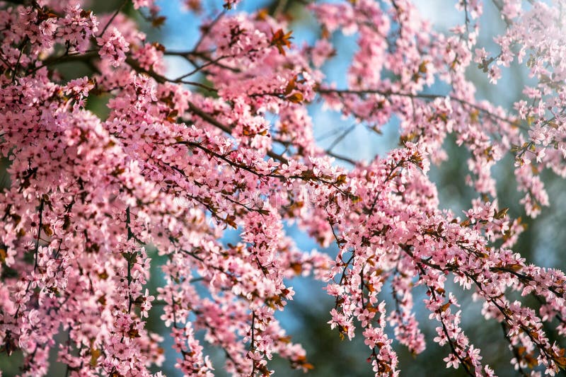 Pink tree stock image. Image of season, tree, summer - 30544645