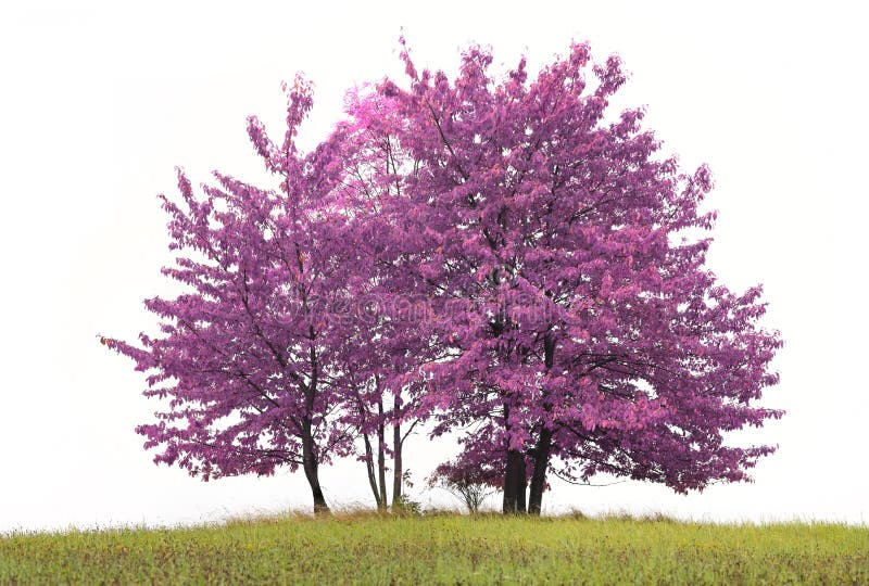 Tree Isolated on a White Background Stock Image - Image of collection ...