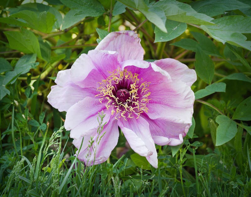 Pink tree peonies stock image. Image of pink, decorative - 114052159