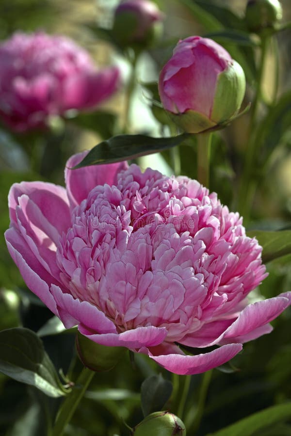 Pink tree pony stock photo. Image of summer, blossom - 31464468