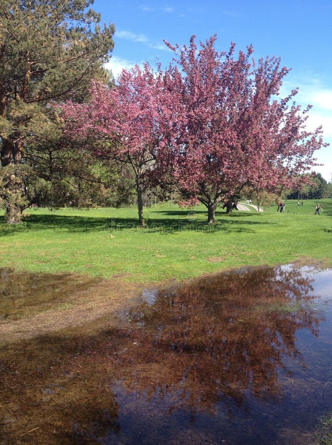 Pink Tree Reflecting in the Water Editorial Photography - Image of ...