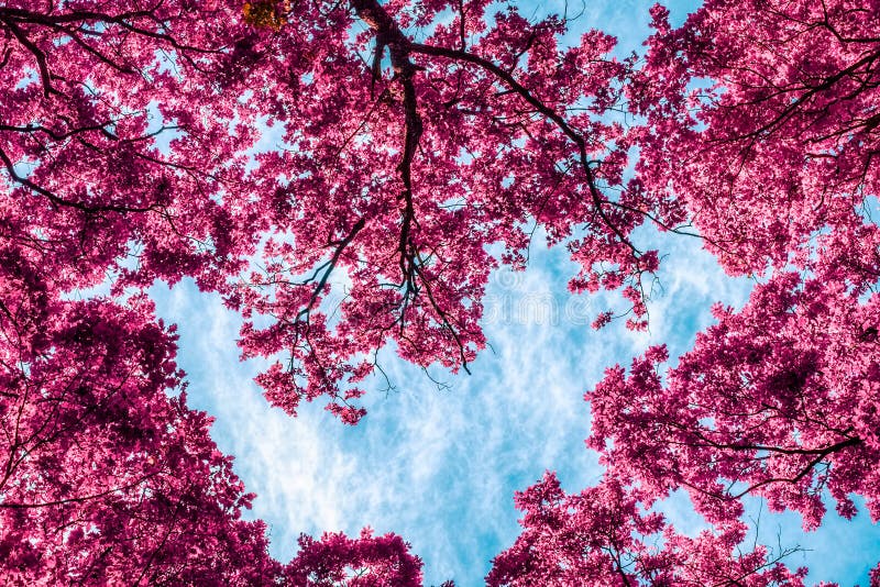 Pink Tree in the Springtime with Blue Sky Stock Image - Image of plant ...