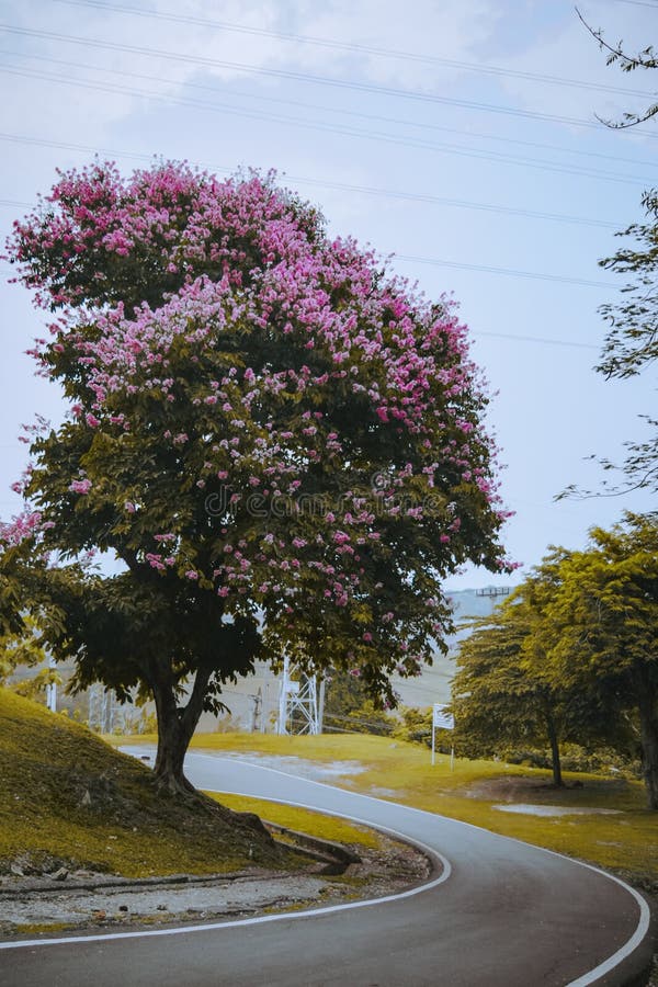The PINK TREE stock image. Image of tree, streetside - 206817973