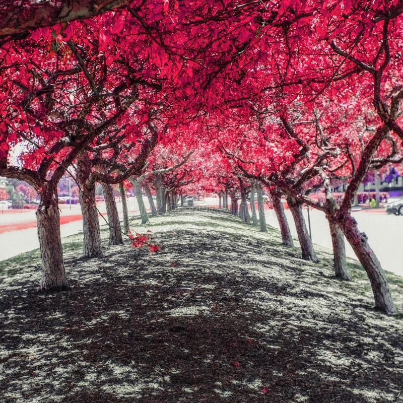 Pink Trees Pathway Nature stock photo. Image of color - 257981046