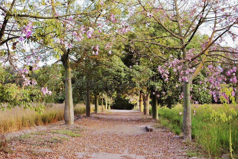 Pink trees in spring stock image. Image of garden, landscape - 85783347